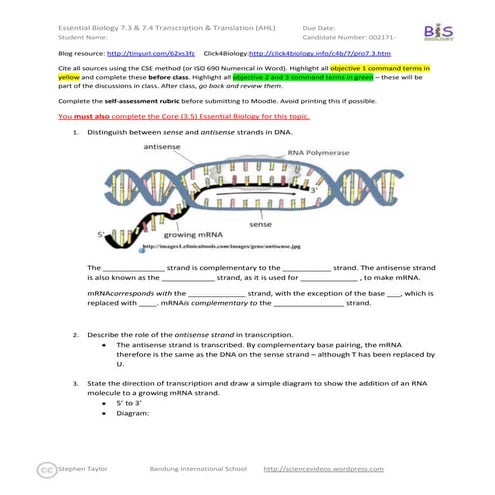 Essential Biology 7.3 7.4 Transcription Translation ahl | DOCX