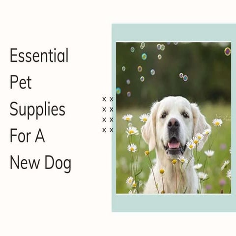 Right Ways To Take Care Of A Dog | PPTX