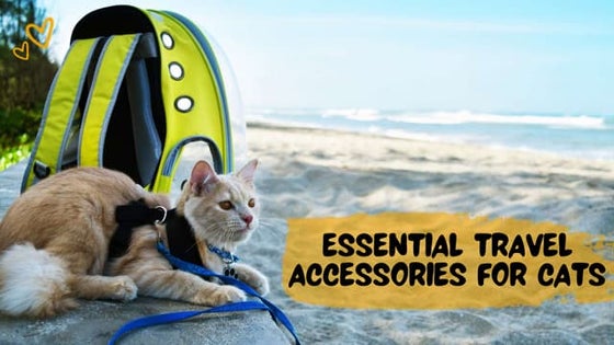 How to Prevent Dehydration in Cats | PDF