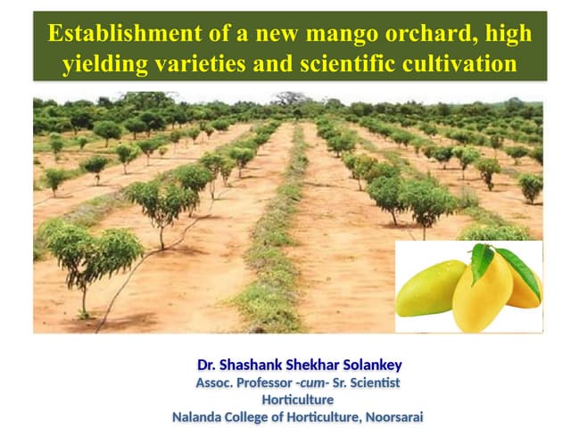 Mango cultivation practices | PPTX
