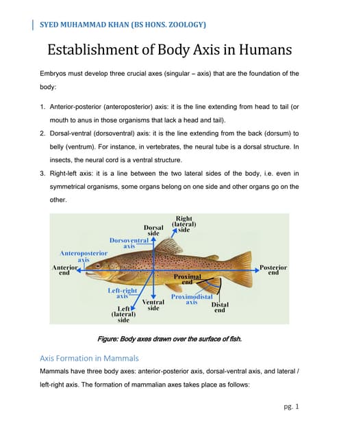 Axes and pattern formation in drosophila.pptx