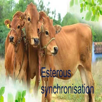 Esterous synchronisation in cattles focus on cow | PPTX