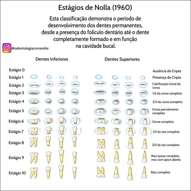 Estágios de Nolla (1960) - Resumo - Concurso Odontologia.pdf