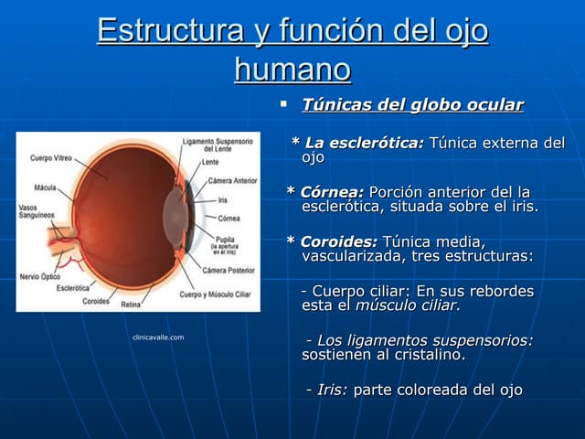 Orbita, RegióN Orbitaria Y Globo Ocular55 | PPTX