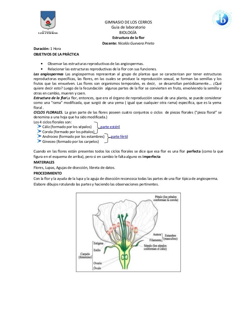 Estructura de-la-flor
