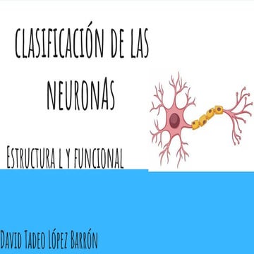 Estructura básica de la neurona.pdf.pdf