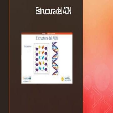 Estructura del ADN.pptx