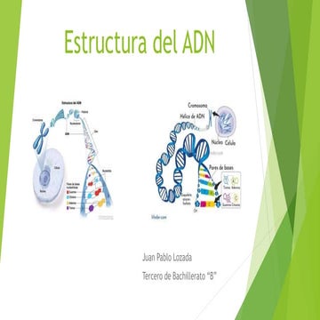 Estructura del ADN.pptx