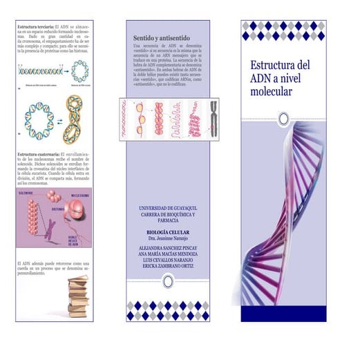 Estructura del ADN. | PPTX