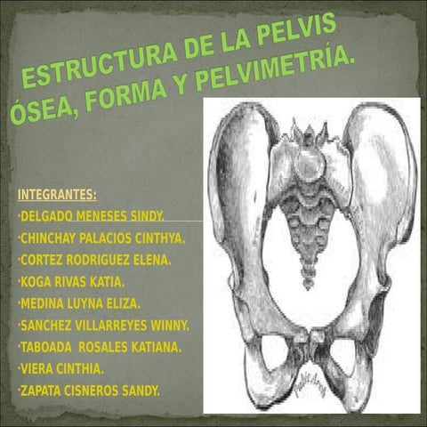 Estructura de la pelvis ósea, forma y | PDF