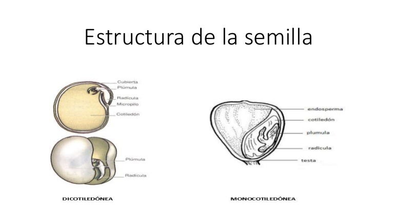 Estructura de la semilla por Dave LAra