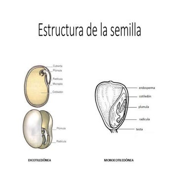 Estructura de la semilla por Dave LAra | PPTX