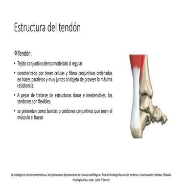estructura del tendon1.pptx