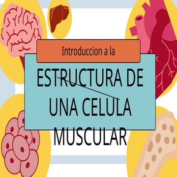 Introducción a Estructura de una célula Muscular | PPTX