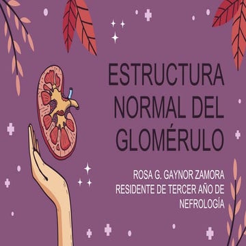 Estructura normal del glomérulo Nefrologia nefropatología.pptx
