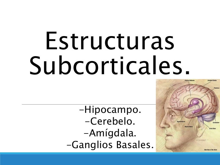 Estructuras subcorticales