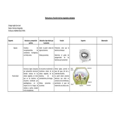 Organelos Celulares Y Sus Funciones Tabla Con Los Organelos Celulares