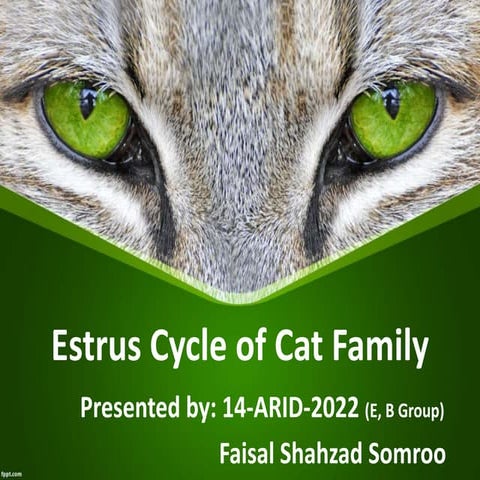 Estrous Cycle In Animals Bovine Estrous Cycle Stages – MEDVETSITE
