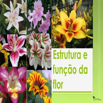 Estrutura e função da flor | PPT