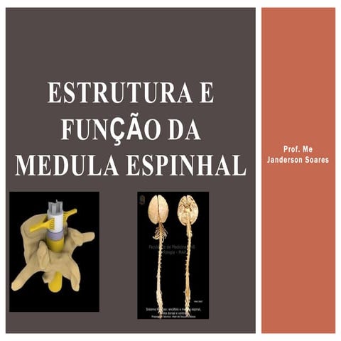 Funcoes Da Medula Espinhal