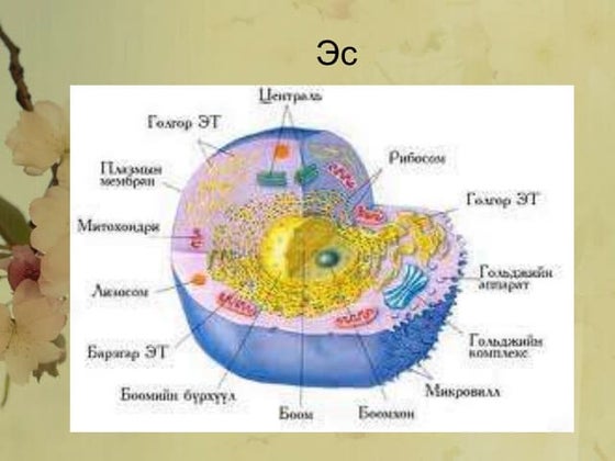Bulchin uugantuya | PPTX