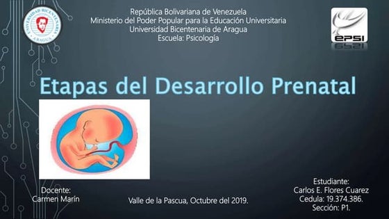 Mapa conceptual etapas del desarrollo humano. | PPT