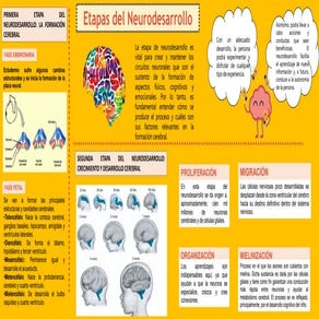 ETAPAS DEL NEURODESARROLLO.............. | PPTX