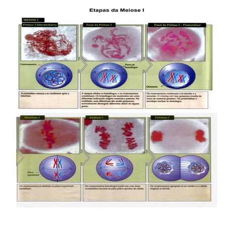 Etapas da Meiose | PDF