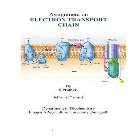 Electron transport chain | PDF