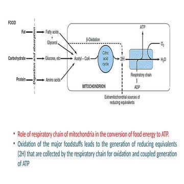 Electron transport chain | PDF