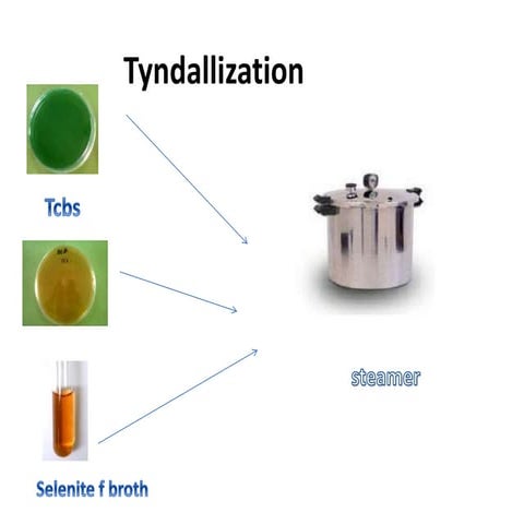 tyndallization | PPTX