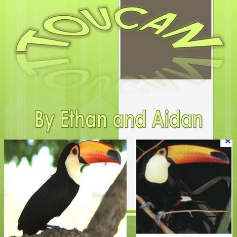Toucan | PPTX