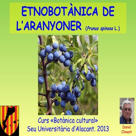 Etnobotànica aranyoner. Daniel Climent Giner | PPT