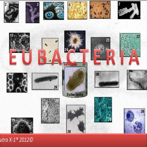 Eubacteria & archaebacteria | PPT