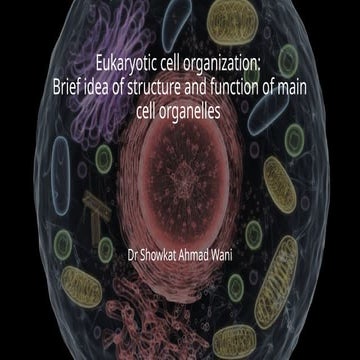 Eukaryotic cell organization brief idea of structure and function of main cell organelles.pptx