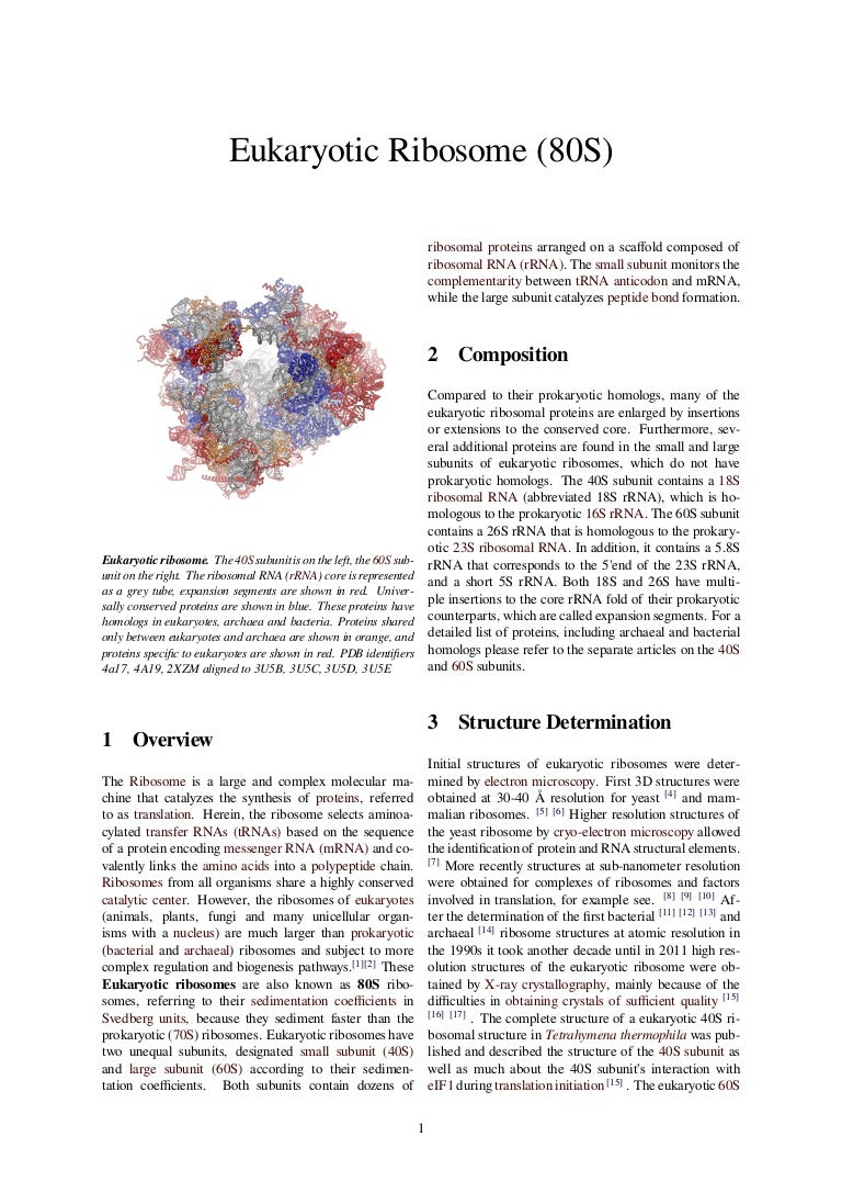 Eukaryotic ribosome (80 s)