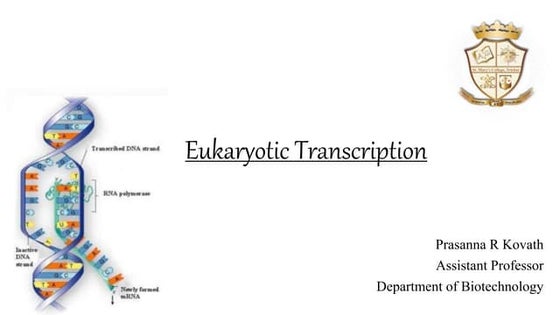 Transcription in prokaryotes and eukaryotes | DOCX | Chemistry | Science