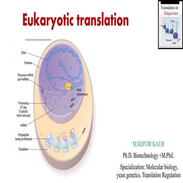 Eukaryotic translation pathway | PPTX