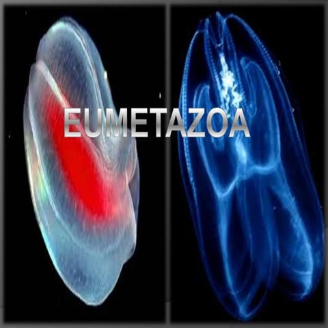 Metazoos (metazoa) | PPT