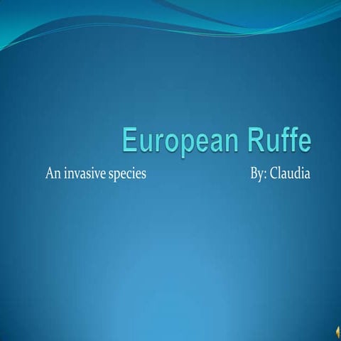 European ruffe.pptx claudia | PPTX | Fishing Sports | Sports