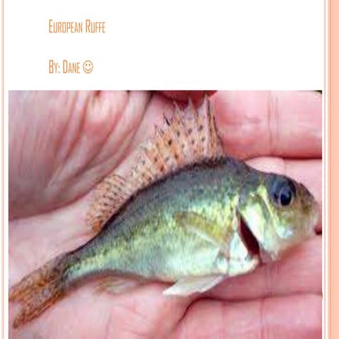 Sea animals | PPTX