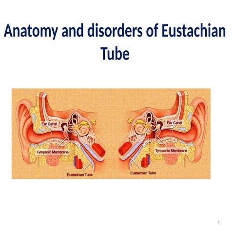 Anatomy of Nasopharynx and Eustachian Tube.pptx
