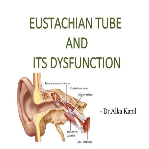 Eustachian Pharyngotympanic Tube Anatomy And Function