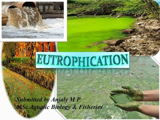 Eutrophication | PPTX | Science