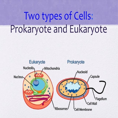 Eukaryote vs prokaryote cells | PPT