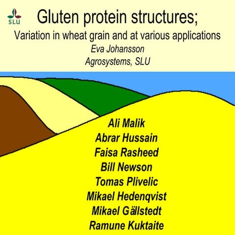 Gluten protein structures: Variation in wheat grain and at various ...