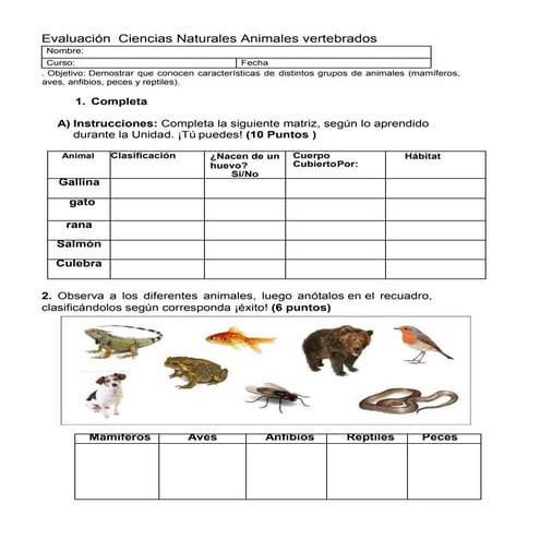 Los Animales Vertebrados Clasificacin Y Tipos De Vertebrados
