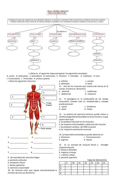 Evaluacion. L.2. sistema muscular | PDF