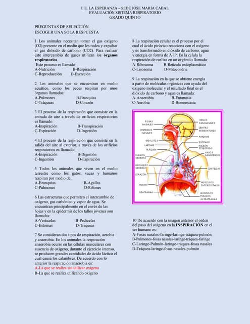 Hoja De Trabajo Sobre El Sistema Respiratorio, Clave De Respuestas