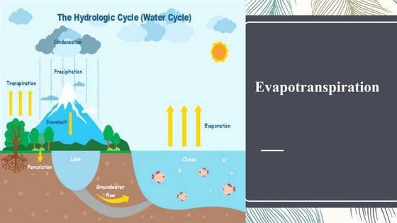 Evaporation, transpiration and evapotranspiration | PPT